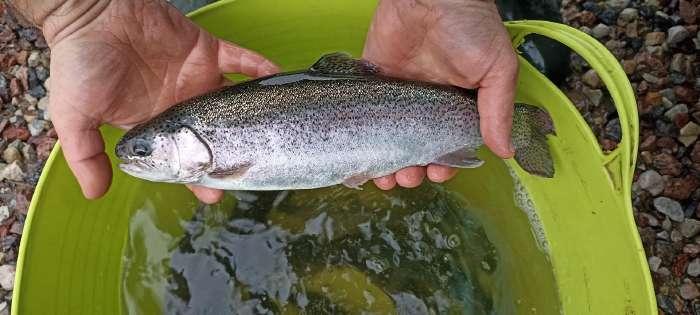 Vaivorykštinis upėtakis žuvų mailius įžuvinimui - Skelbiu.lt
