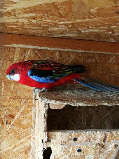 Parduodamos papūgos - Skelbiu.lt