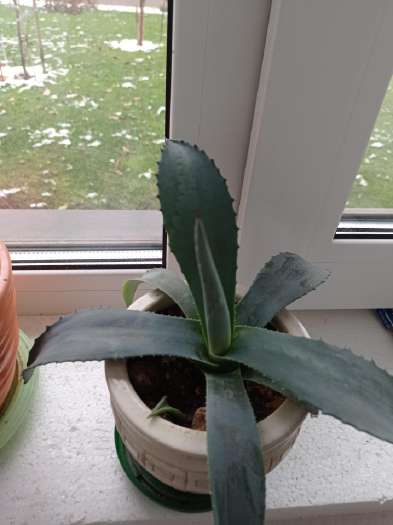 Agava – labai gražus augalas - Skelbiu.lt