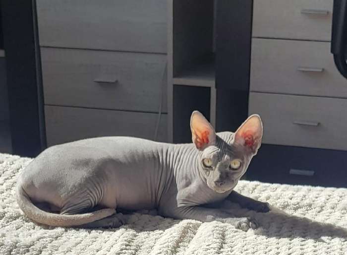 Kanados sfinksas - Skelbiu.lt