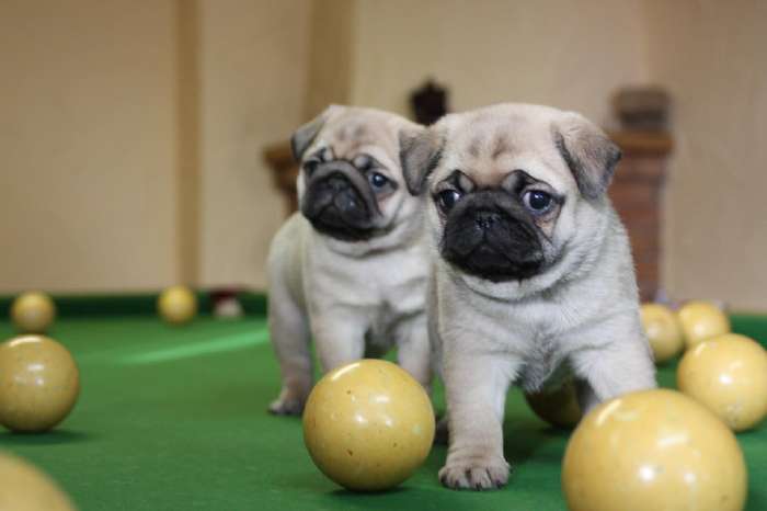Kilmingi mopsiukai - Skelbiu.lt