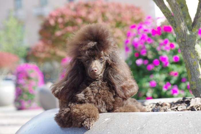 Toy pudelis su patirtim kergimui - Skelbiu.lt