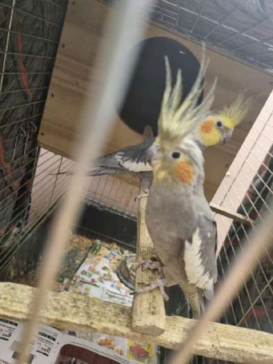 Papūgos nimfos porelė su narveliu - Skelbiu.lt