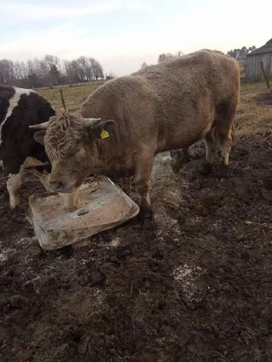 Parduodamas šarole x mėsinis bulius - Skelbiu.lt