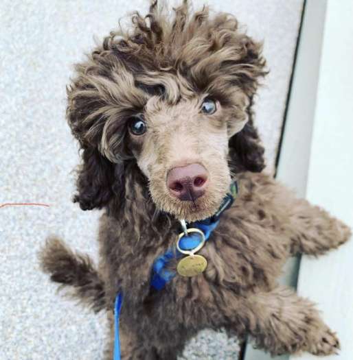 Mini pudelis - Skelbiu.lt