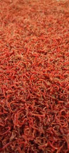 Uodo trūklio lerva - Skelbiu.lt