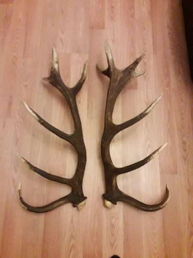 Briedžio ragai - Skelbiu.lt