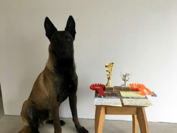 Belgų aviganis malinua kergimui - Skelbiu.lt