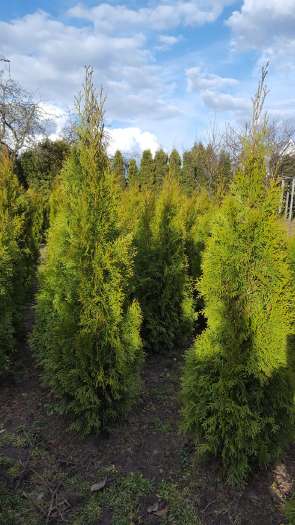 Tujos Smaragd 1,3 metro 6 € Užaugintos Lietuvoje - Skelbiu.lt
