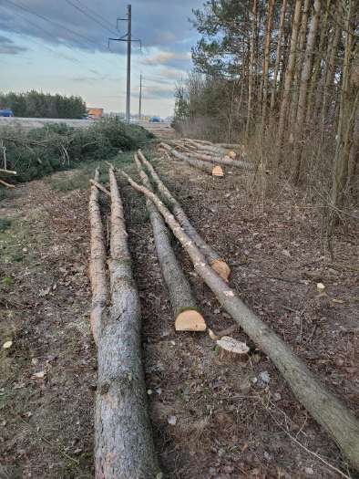 Pušies ir liepos mediena - Skelbiu.lt