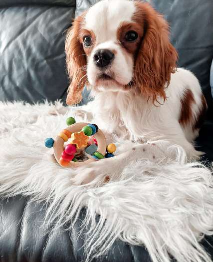 Kavalieriaus Karaliaus Karolio spanielis - Skelbiu.lt