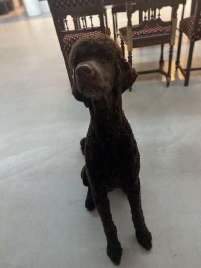 Karaliskas Pudelis pasimatymui - Skelbiu.lt