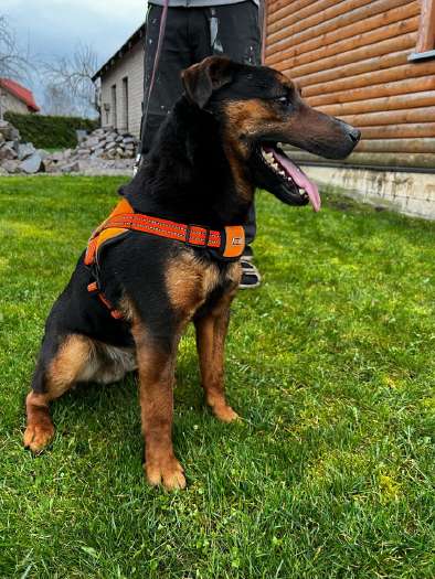 Heideterrier, heide terjeras - Skelbiu.lt