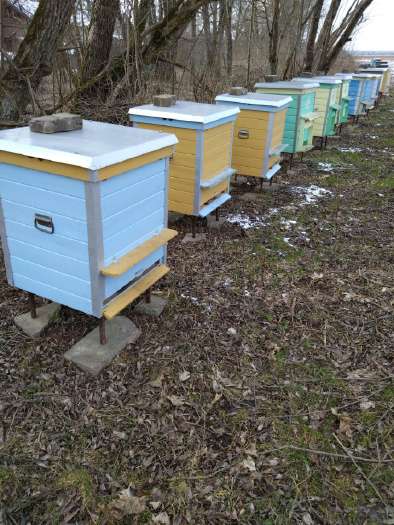 Aviliai su bitėmis - Skelbiu.lt