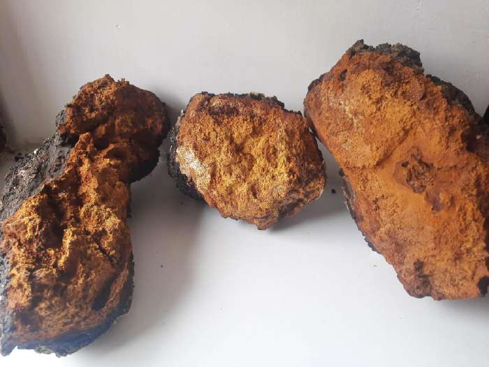 Chaga,juodasis beržo grybas, Čaga Įžulnusis skylen - Skelbiu.lt