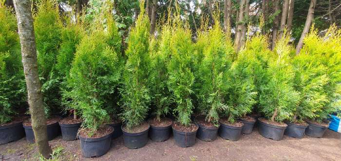 Tujos Smaragd 100-115cm vazonėliuose Premium klase - Skelbiu.lt