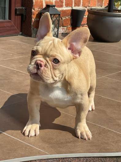 Mielas prancuzu buldogas patinelis iesko seima - Skelbiu.lt