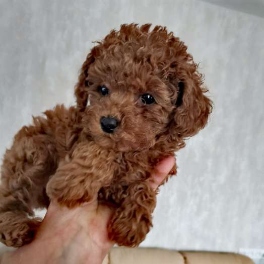 Toy pudeliai - Skelbiu.lt