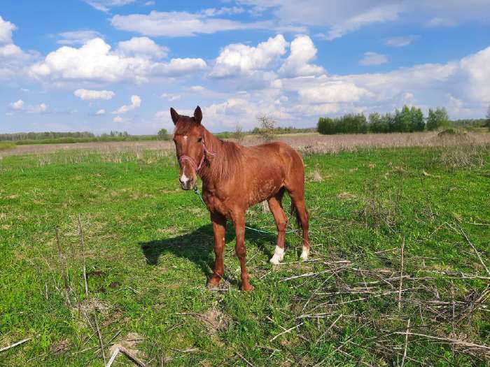 Parduodamas žirgas - Skelbiu.lt