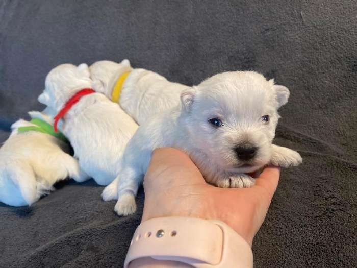 Vakarų Škotijos Baltasis terjeras - Skelbiu.lt