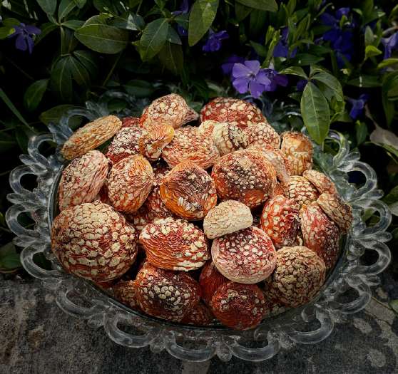 Lietuvoje rinktos Musmires Premium 2023 metų - Skelbiu.lt