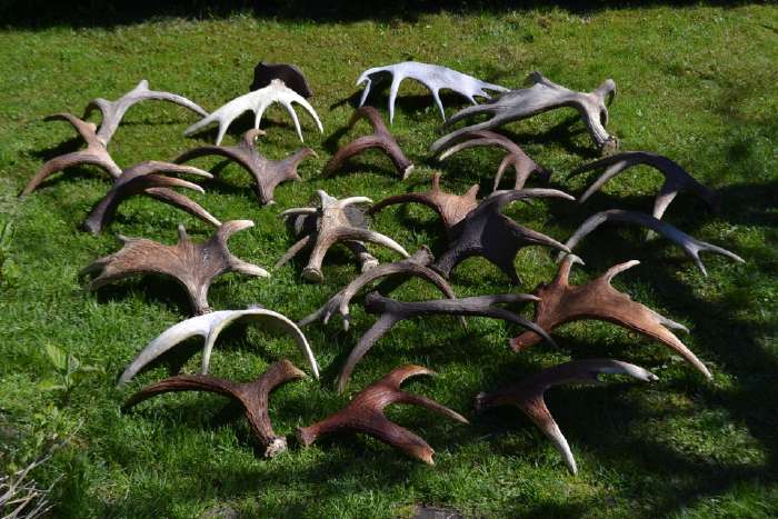 Briedziu ragai - Skelbiu.lt