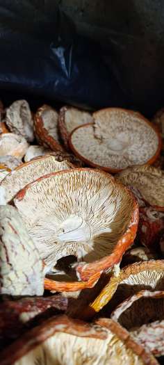 Dziovintos musmires kapsules milteliai ekstraktai - Skelbiu.lt