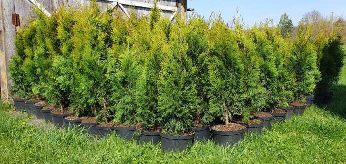 Tujos Smaragd 140-160cm vazonėliuose Premium klase - Skelbiu.lt