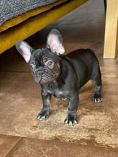 Prancuzu buldogas patinelis iesko seima - Skelbiu.lt