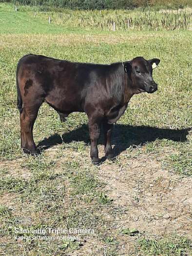 Grynaveisliai Angusai - Skelbiu.lt