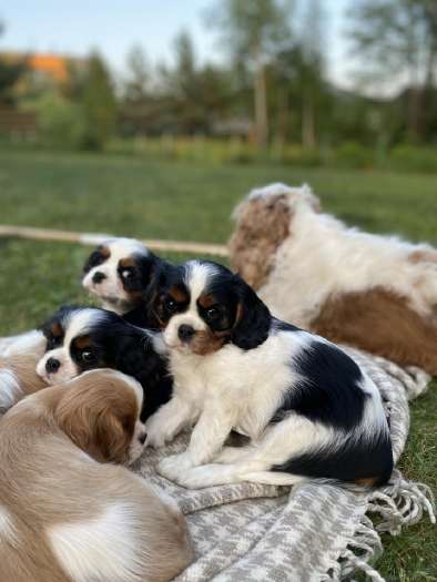 Kavalieriaus Karaliaus Karolio spanielis - Skelbiu.lt
