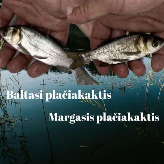 Plačiakaktis margasis ir baltasis - Skelbiu.lt