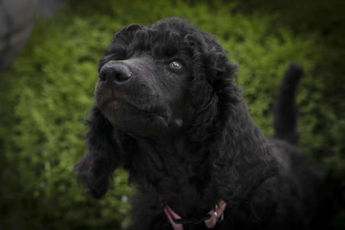 Didysis Karališkas pudelis - Skelbiu.lt