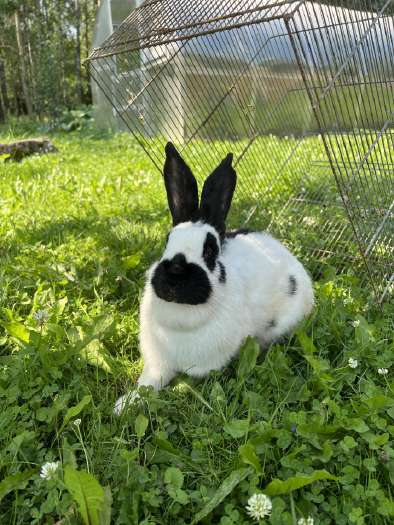 Vokietijos Demetieji triusiai/triusiena - Skelbiu.lt