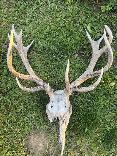 Elnio ragai - Skelbiu.lt