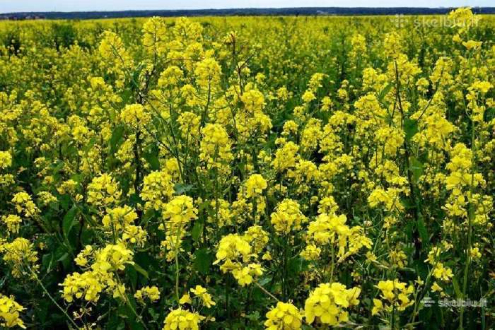 Zalinimo misiniai: garstycios + ridikas, pristatau - Skelbiu.lt