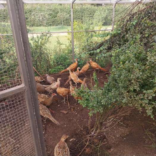 Medžiojamieji ir sidabriniai fazanai - Skelbiu.lt