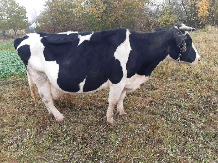 Parduodami karvutė - Skelbiu.lt