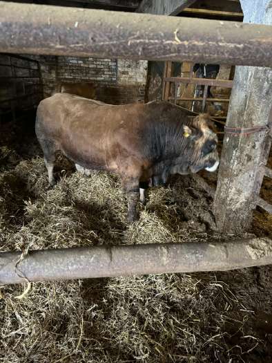 Aubrakas bulius - Skelbiu.lt
