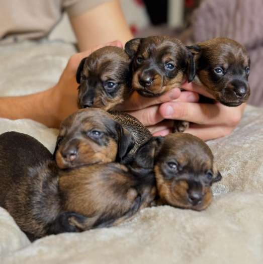 Šiurkščiplaukiai nykštukiniai/triušiniai taksai - Skelbiu.lt