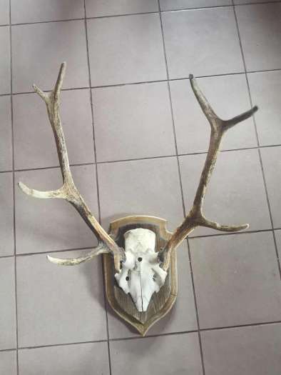 Elnio ragai - Skelbiu.lt