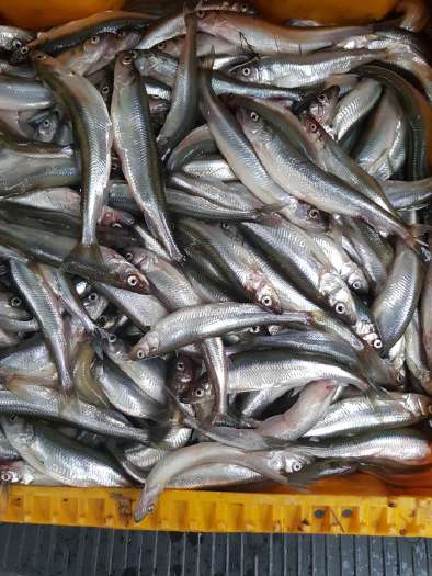 Šviežia stinta - Skelbiu.lt