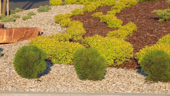 Tujos Danica, tobula rutulio forma. - Skelbiu.lt