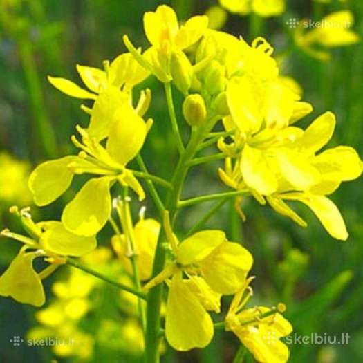 Garstycia, ridikai,vikiai, misiniai zaliam pudimui - Skelbiu.lt