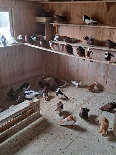 Parduodami balandziai skambinti nr. - Skelbiu.lt