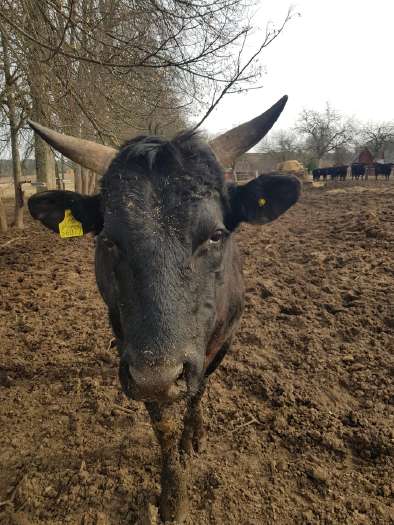 Parduodamas Wagyu veislės bulius-reproduktorius - Skelbiu.lt