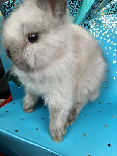 Nykštukiniai triusiukai - Skelbiu.lt