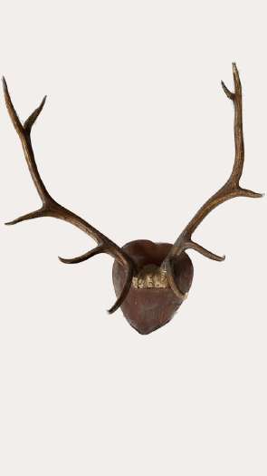 Elnio ragai - Skelbiu.lt