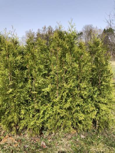 Smaragdinės tujos - Skelbiu.lt