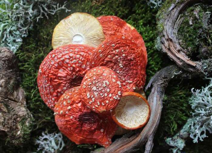 Amanita Muscaria Ir Pantherina Premium Musmires - Skelbiu.lt
